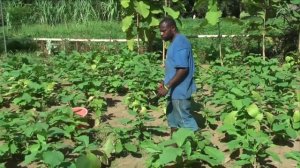 Preparing teak cuttings