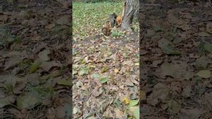 Белочка. 🐿️ Красавица Царицыно.