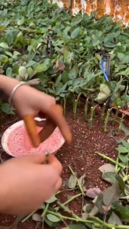 # video # How to grow rose video