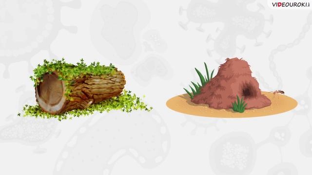 34. Биоценозы и экосистемы. Экологические факторы