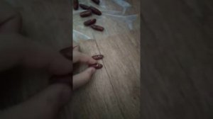 Проросли финики