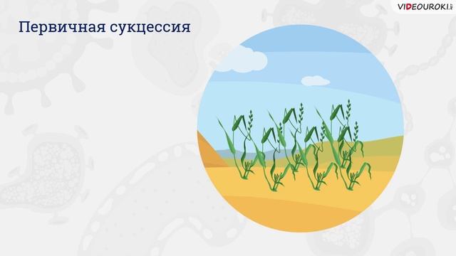 35. Самор-е и смена экосист. Устойчивость и динамика экосист.
