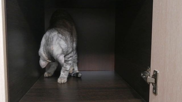 VID_20241222_224827.mp4