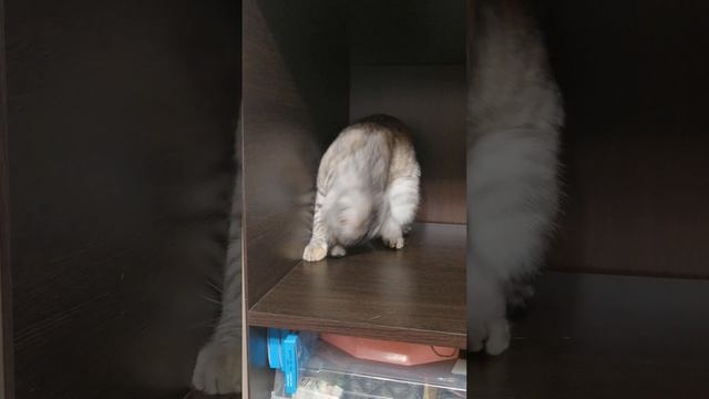 VID_20241222_225225.mp4