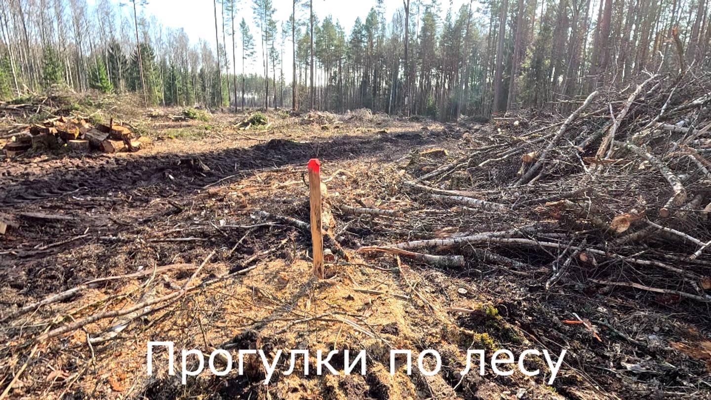 Прогулки по лесу. Что сделали с лесом за зиму.