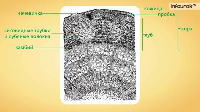 28. Строение стебля