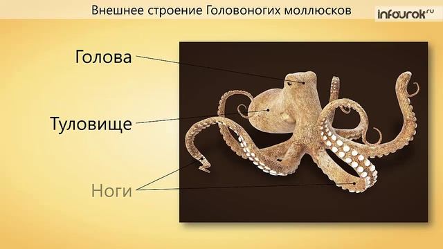 19. Тип Моллюски. Класс  Головоногие моллюски