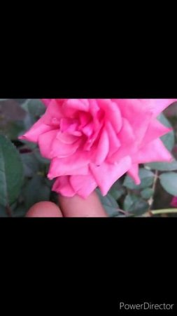 Kashmiri Rose