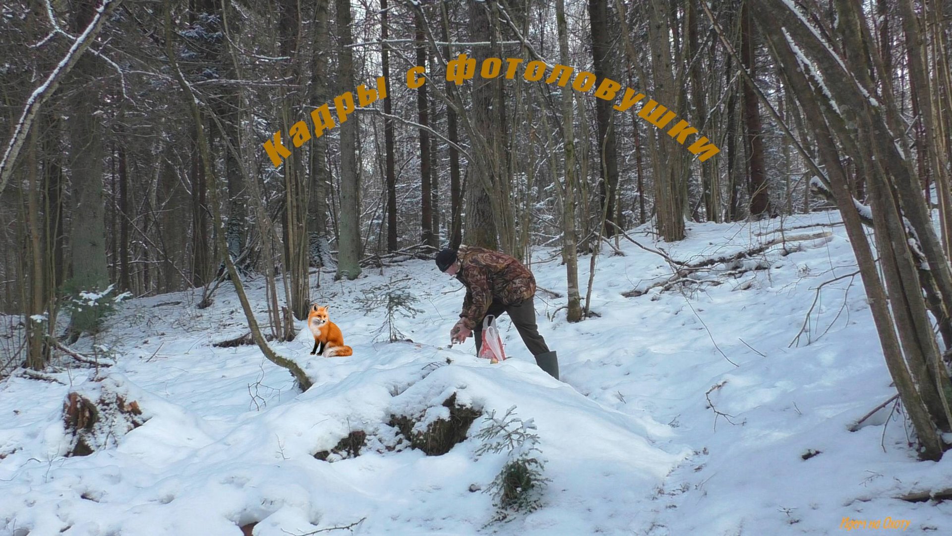 Две недели наблюдений за лесными обитателями. Кадры с фотоловушки.
