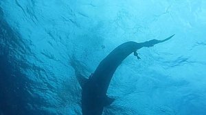 WHALE SHARK ENCOUNTER AT DARWIN'S ARCH, GALAPAGOS ISLANDS, ECUADOR AUGUST, 2015