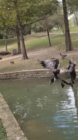 Canadian goose flying right at you in slow motion!