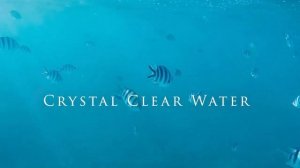 Bluewavediving-Zanzibar Welcome Clip