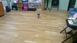 Хвостатый вратарь не пропустил ни одного мяча за игру!