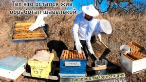 Тех кто остался жив, обработал щавелькой. Пчеловод Выходного Дня (08.03.25)