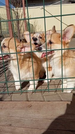 щенки вельш корги пемброк