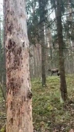 Работа РЕЛ по лосю
