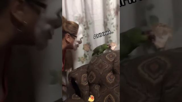 попугай