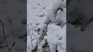 Осенняя Зима