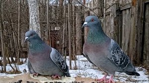 Прилетели Большаки, Воробьи, Сойки, Лазоревки, Голуби и Черноголовые Гаички (14.01.2025 года)