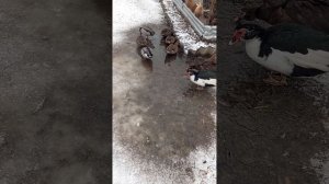 Дикие кабачкам раздолье
