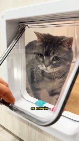 Теперь у кота есть своя дверь!