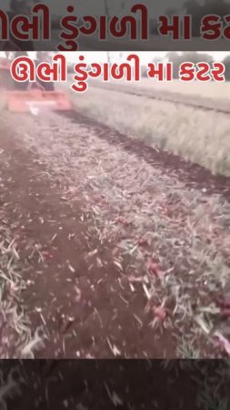 ઉભા કાંદા મા કટર મારૂ,red onions,એક ખેડુત ની વેદના#shortvideo #india #trending