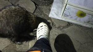 Вы любите Енотов???