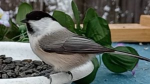 Птицы на кормушке (15.01.2025 года)