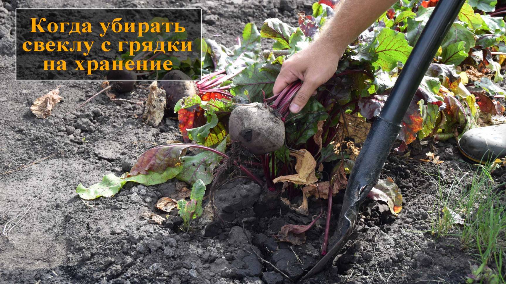 Когда убирать свеклу