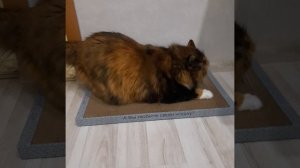 Сразу в восторге от когтеточки!❤️