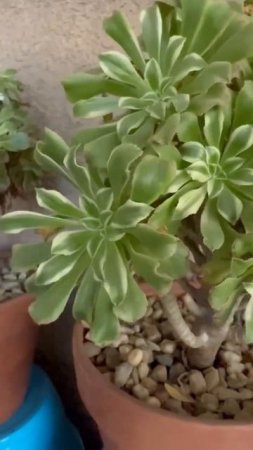 😍VARIEGADO |#short #plantas  #succulent , Aeonium variegated