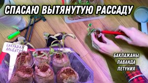 Как я спасаю свою вытянутую рассаду баклажанов, лаванды и пересаживаю петунию.