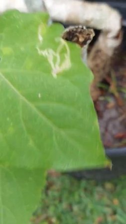 BLACK Nightshade. RIPE berries can be eaten & turned into jam. (NOT Deadly Nightshade.) #shorts