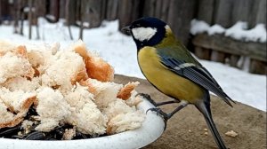 Наблюдение за птицами (16.01.2025 года)