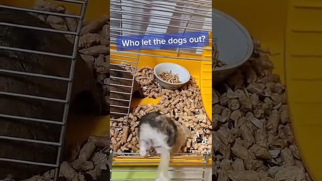 Cute hamster 🐹 Милый хомяк