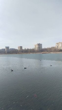 🦆🦆 Уточки на Кальмиусе в Донецке ❤️