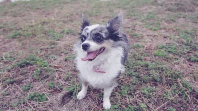 Ожирение у собак: опасности лишнего веса 🐕⚠️