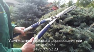 Услуги летней стрижки и формирование ели на даче. Выезд Агрономов по Москве и области. Звоните!