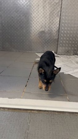 Крошка Жасмин ищет мам-пап😍