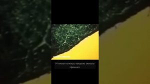 ВАЖНЕЙШИЙ МИКРОЭЛЕМЕНТ В ОРГАНИЗМЕ ЧЕЛОВЕКА!