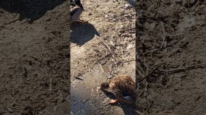 Бой диких кабачков