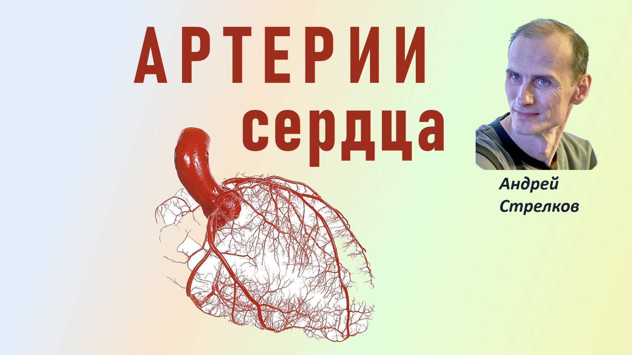 Артерии сердца. Правая и левая венечные артерии