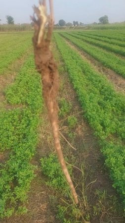 Alfalfa | lucerne farming