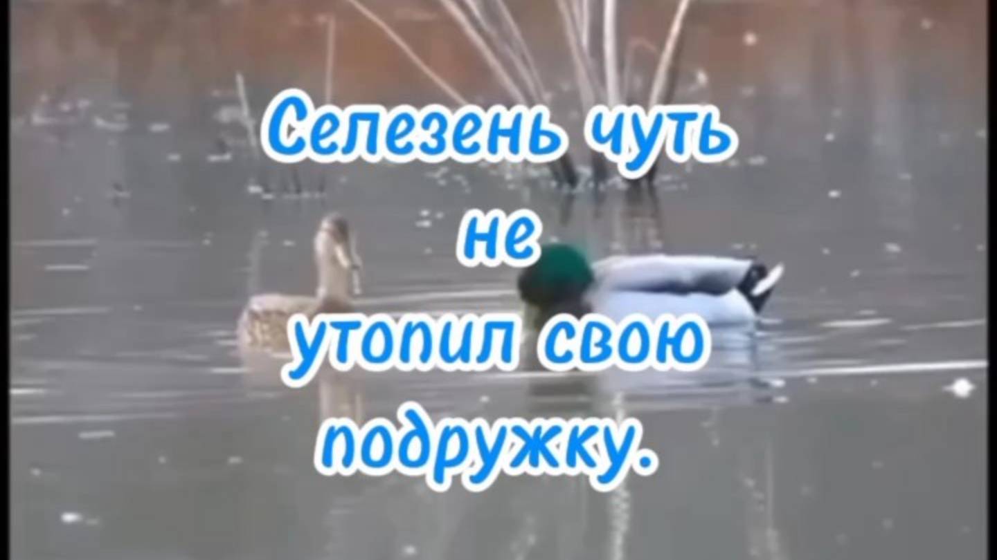 У Т О Ч К И🦆