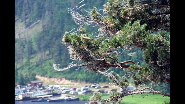 Забайкальский национальный парк(5.07.24)(2)
