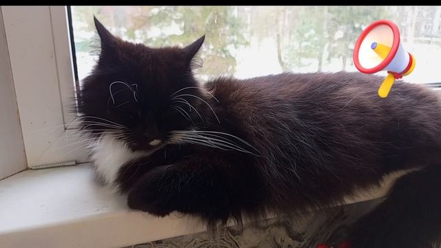 Можно ли кошкам курицу