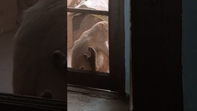 Monkey series 😋 part-47 #youtubeviral #shorts #video