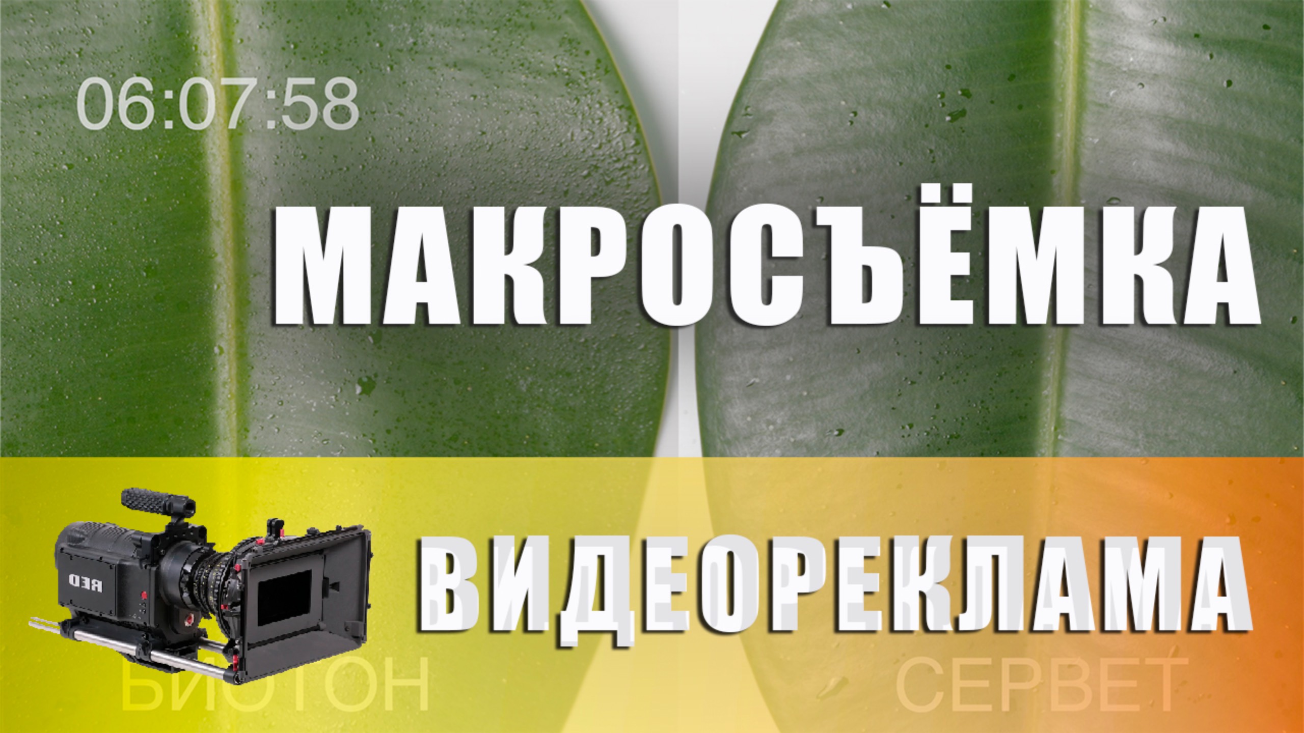 Съемка растений в лаборатории макрообъективом