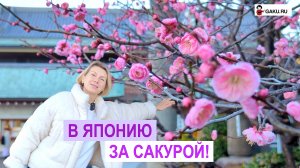 В Японию за сакурой! Обучение и путешествие по Японии.