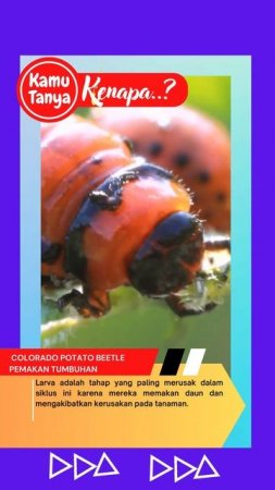 Colorado Potato Beetle Pemakan Tumbuhan